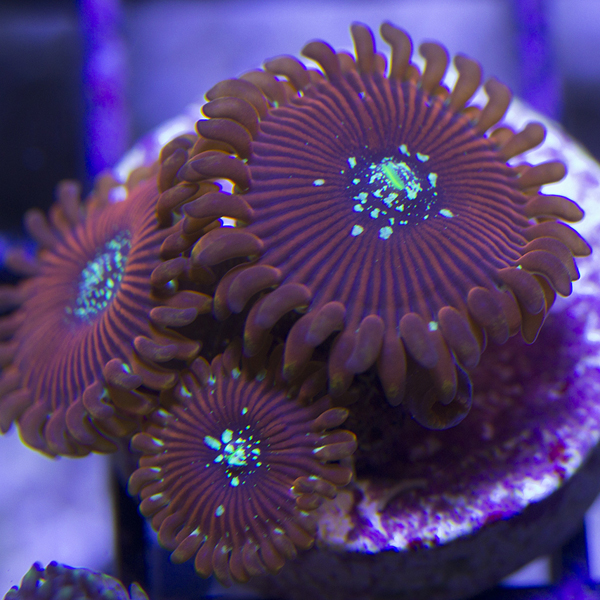 zoanthids, palys, and protopaly names and picture id's