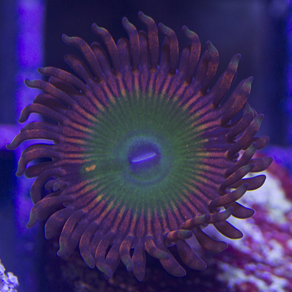 zoanthids, palys, and protopaly names and picture id's