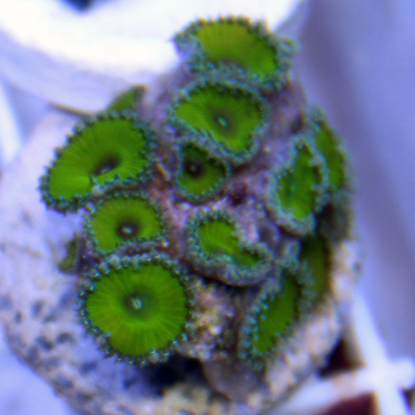 zoanthids, palys, and protopaly names and picture id's