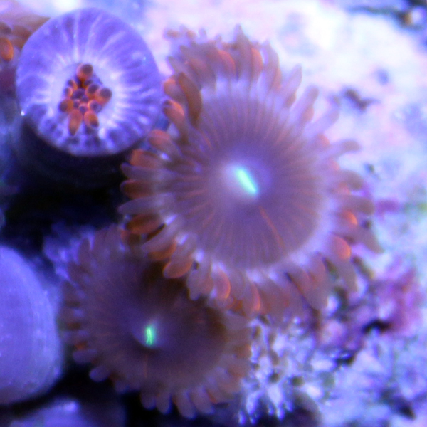 zoanthids, palys, and protopaly names and picture id's