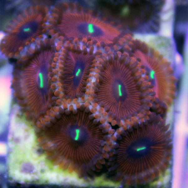 zoanthids, palys, and protopaly names and picture id's