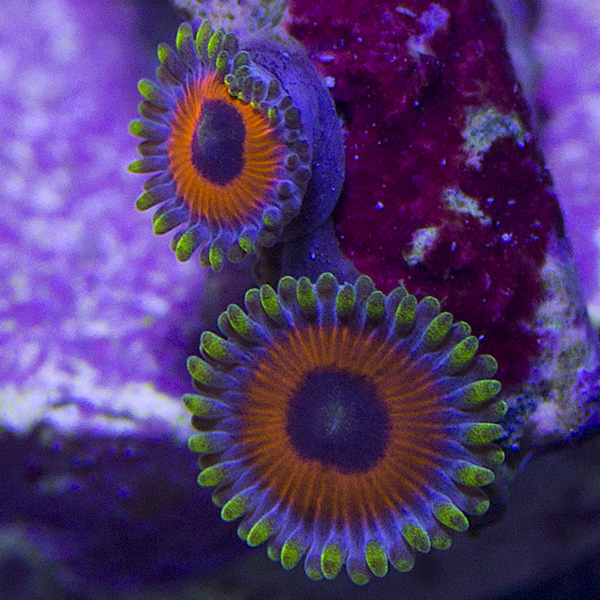 zoanthids, palys, and protopaly names and picture id's